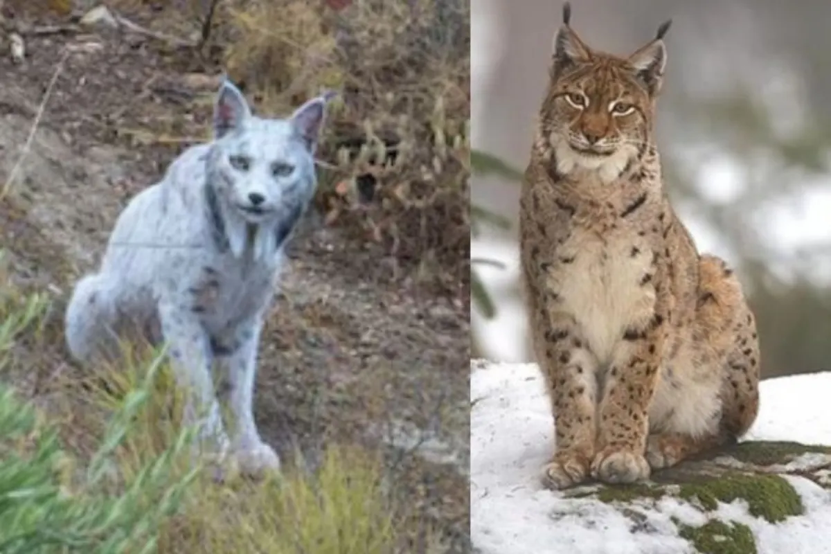 World's First White Iberian Lynx Spotted in Spain: A Rare Marvel